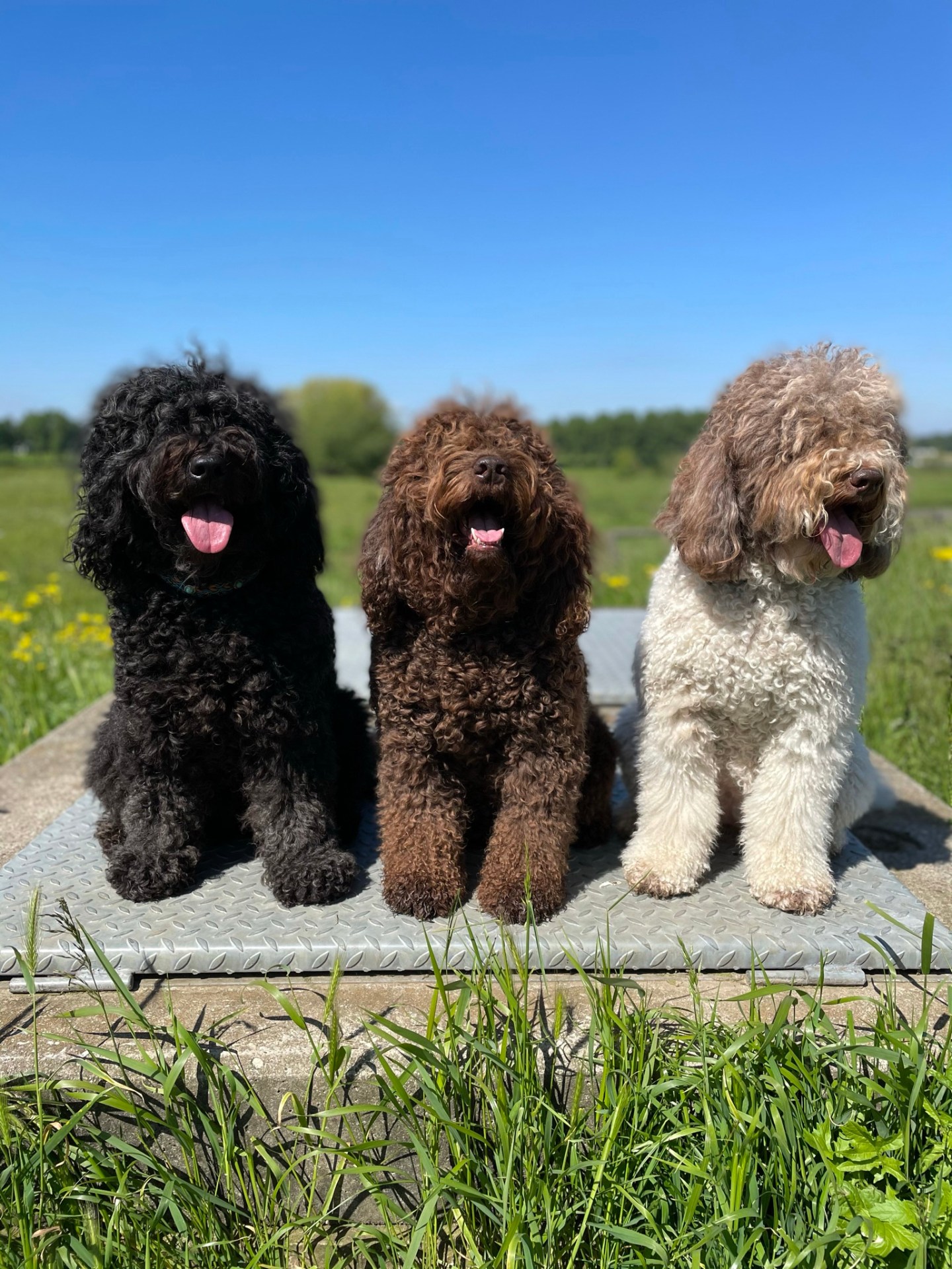BARBET CLUB OF GB – The Barbet, a dog of yesterday, today and tomorrow
